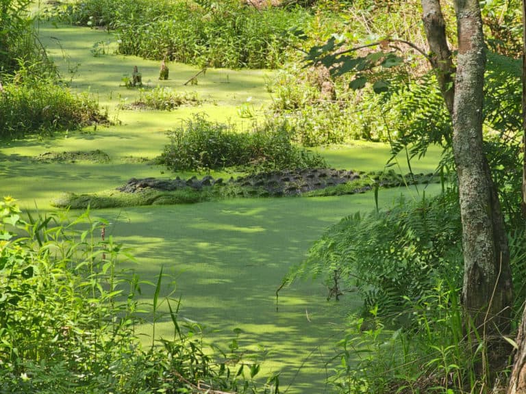 Alligator Alley Alabama - Gulf Coast Journeys